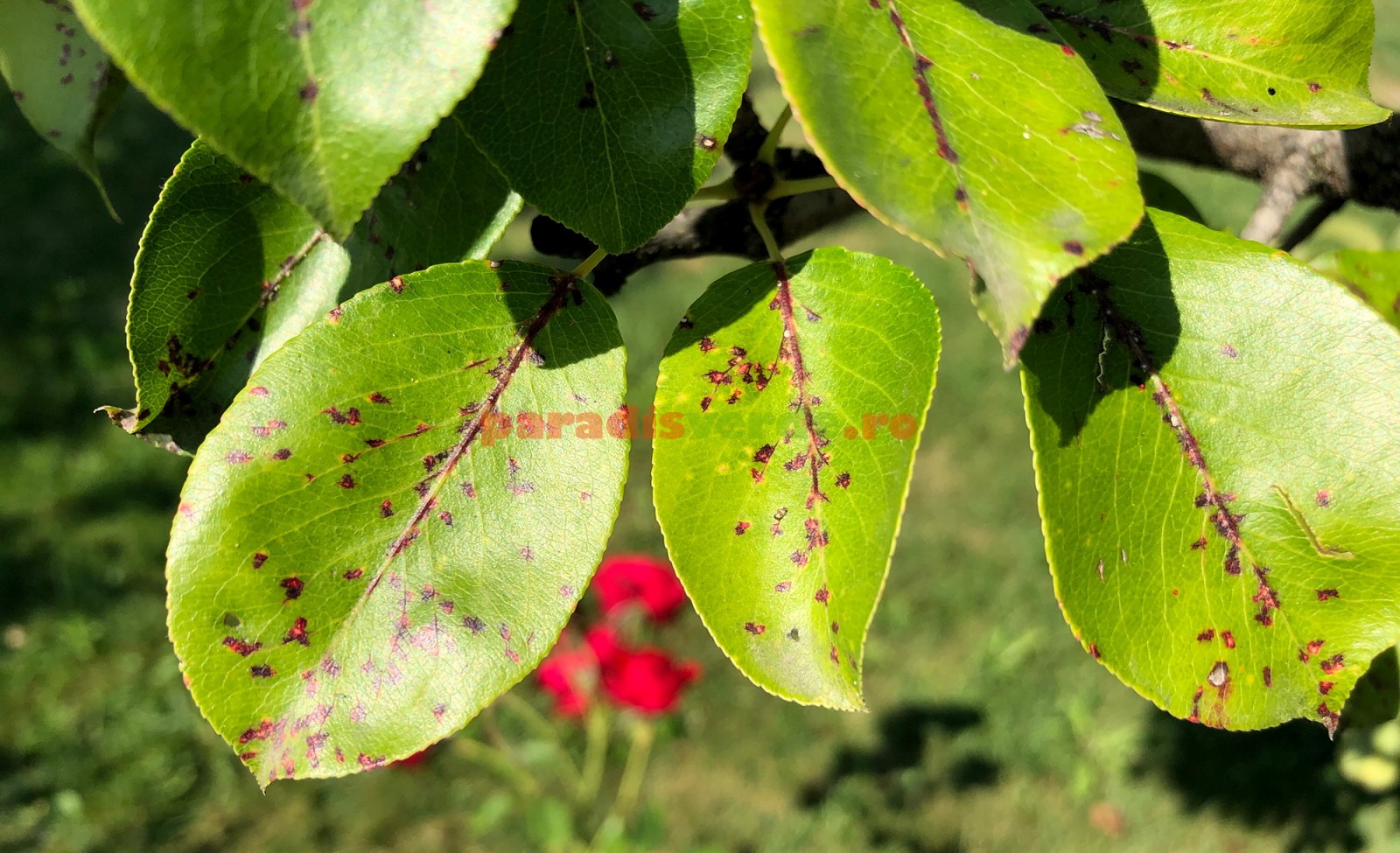 Tratamentele hotărâtoare în eradicarea păduchelui din San-José ...