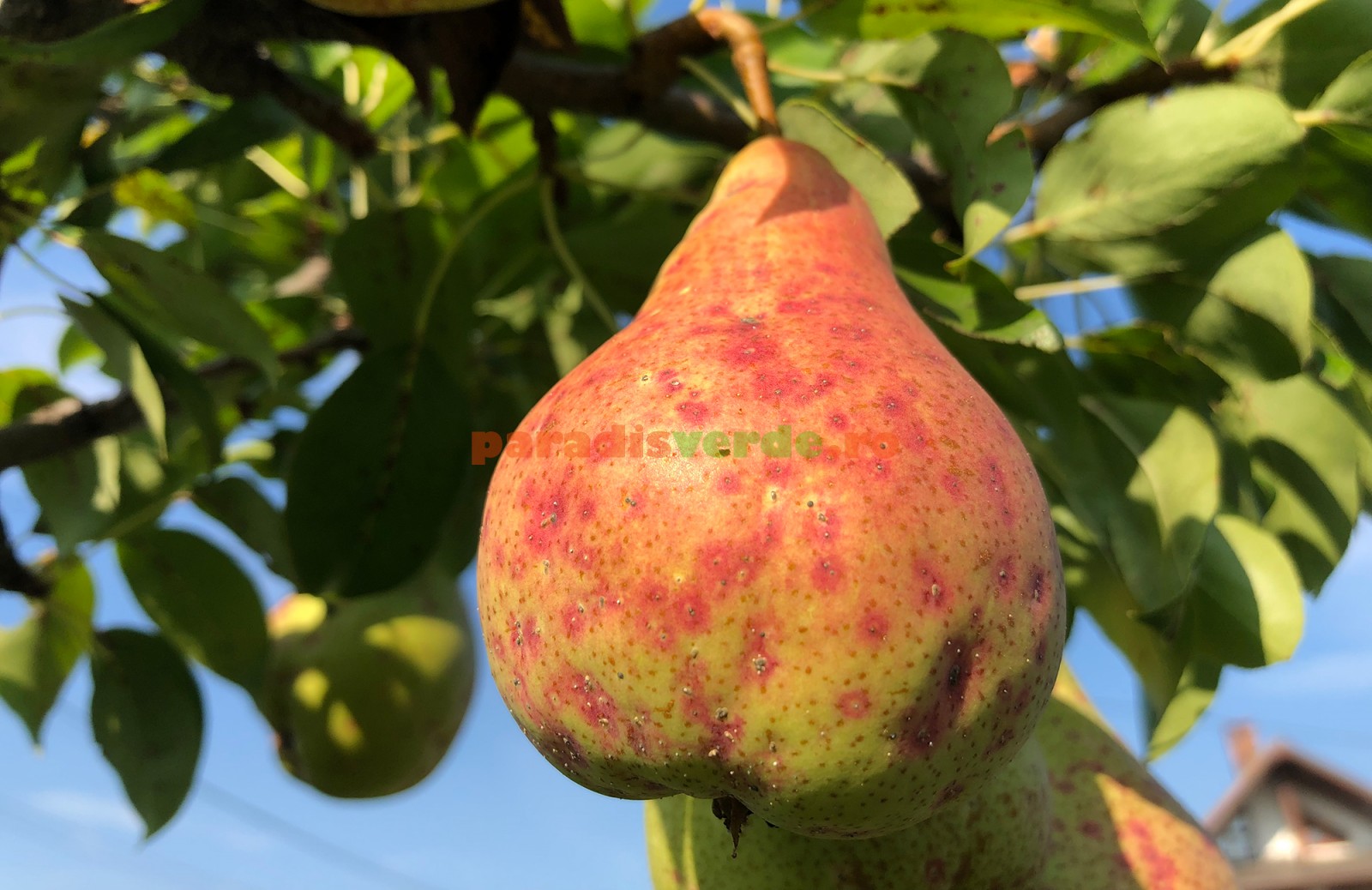 Tratamentele hotărâtoare în eradicarea păduchelui din San-José ...