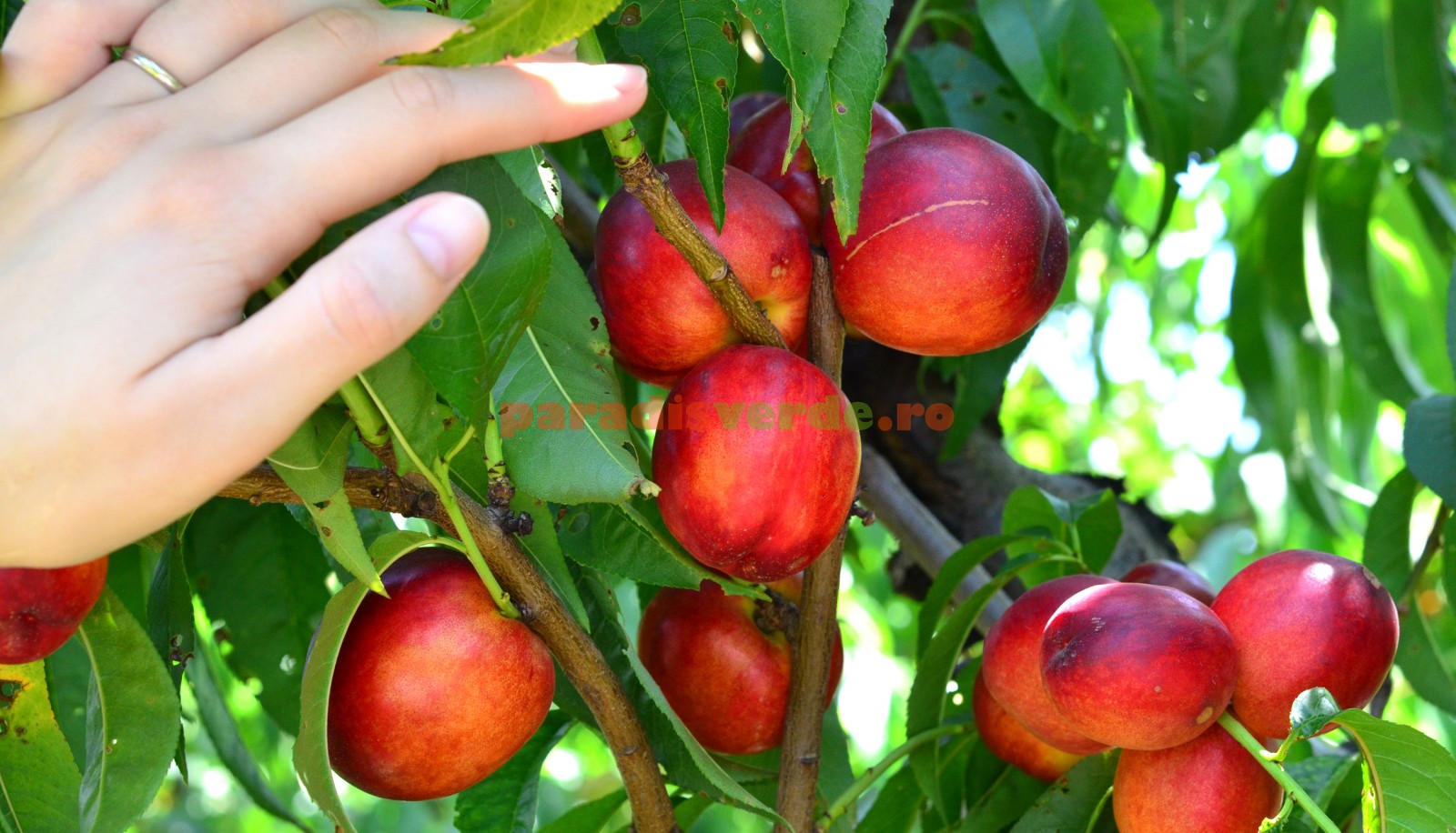 Câteva secrete mai puțin știute despre piersic și nectarin | Paradis Verde