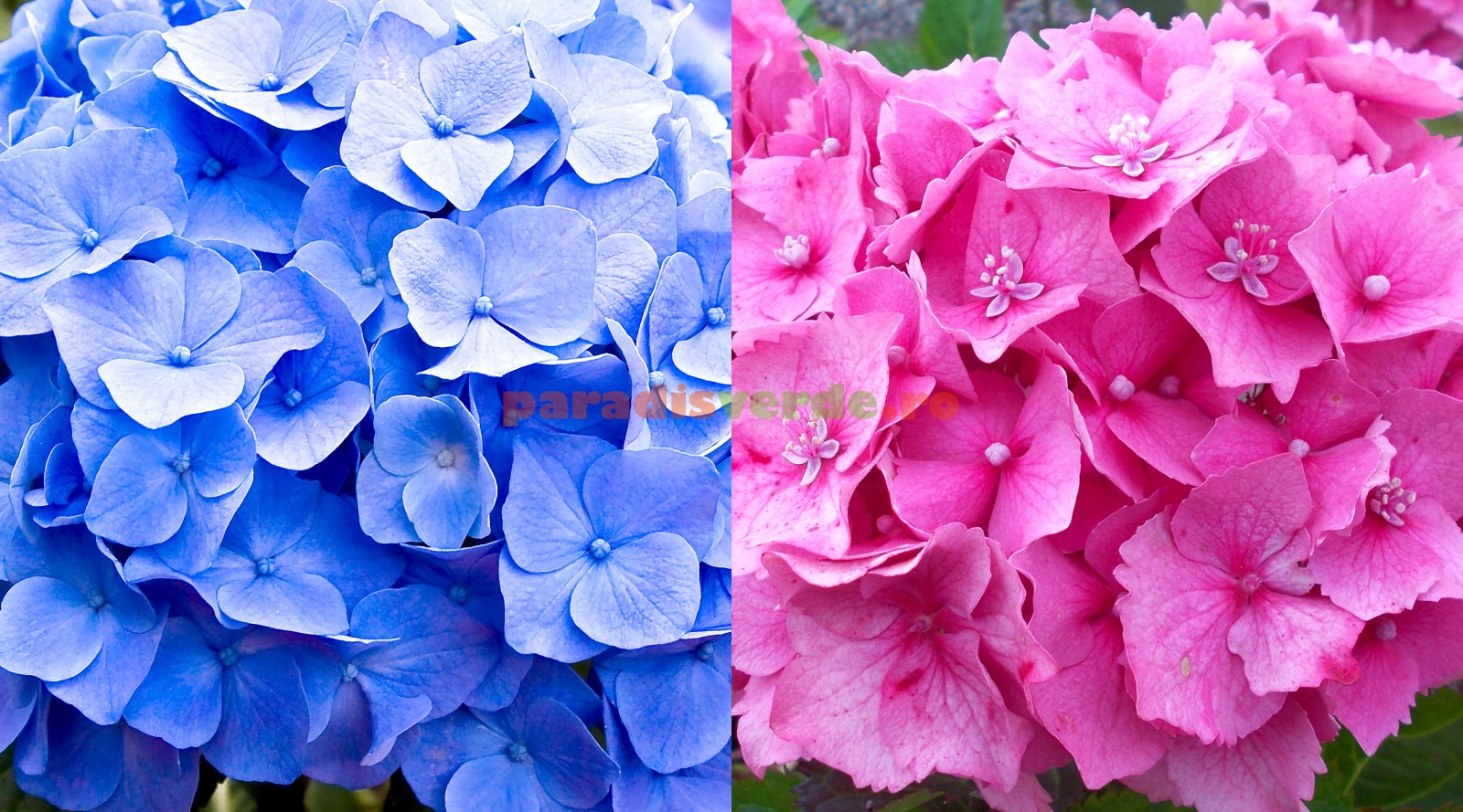 De ce, mai exact, hortensiile sunt uneori roz, alteori albastre ...