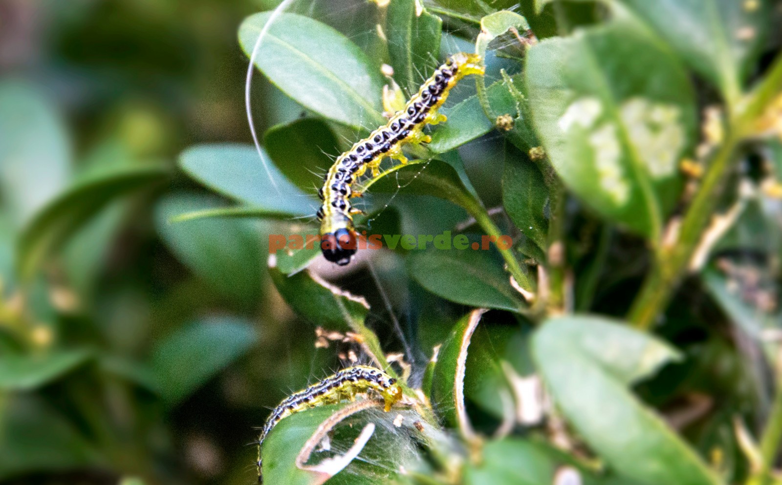 „Omida ciumă” a buxusului | Paradis Verde